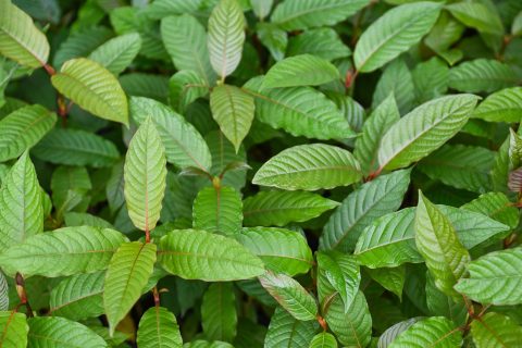 Growing Kratom For Beginners | Kratom USA Official Website