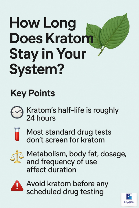 🌿 How Long Does Kratom Stay in Your System? | Kratom USA Official Website